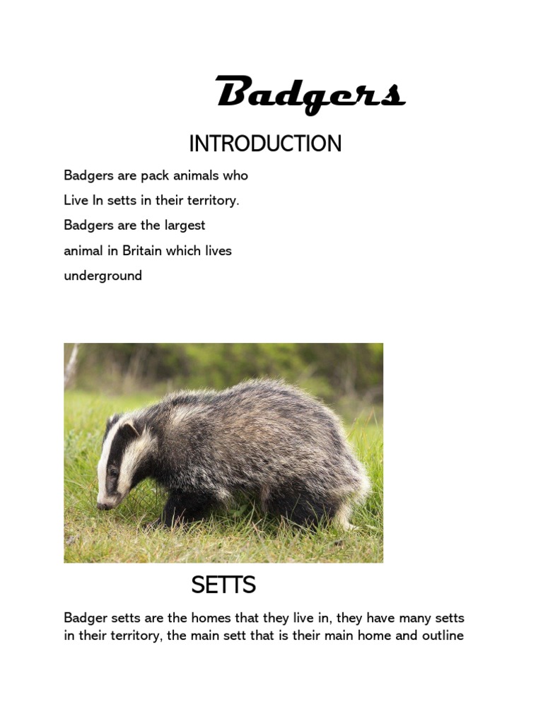 Badger Report | PDF