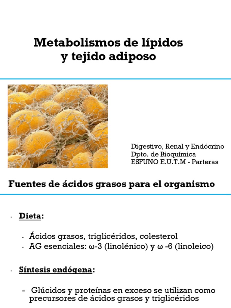 T5 Ag y Tejido Adiposo | PDF | Ácido graso | Lípido