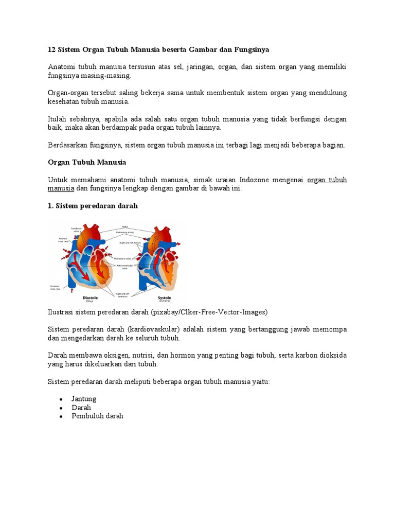 12 Sistem Organ Tubuh Manusia dan Fungsinya | PDF | Kesehatan Holistik