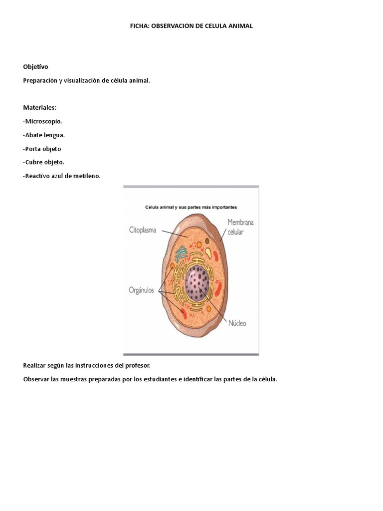 Ficha - Celula Animal | PDF