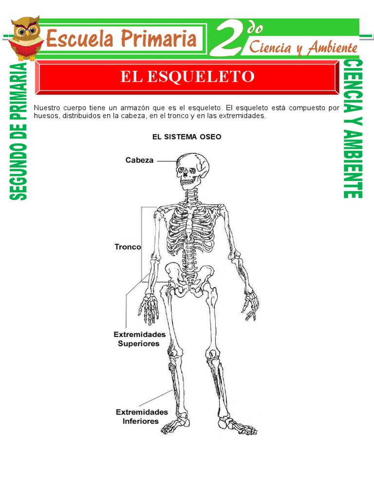 El-esqueleto-para-Segundo-de-Primaria | PDF | Esqueleto | Hueso