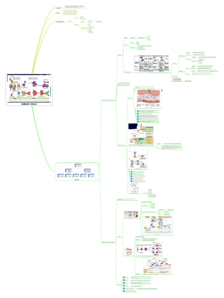 Mind Map - Sistem Imun Faal | PDF