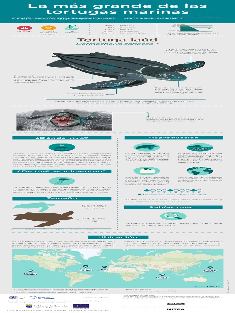 Tortuga Laud | Descargar gratis PDF | Tortuga marina | Tortuga