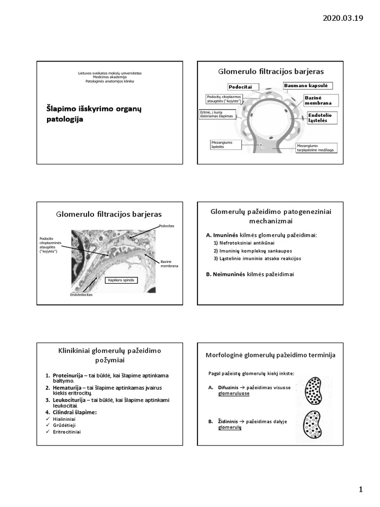 5.6. Inkstų Ligos - Paskaita (Liet) | PDF