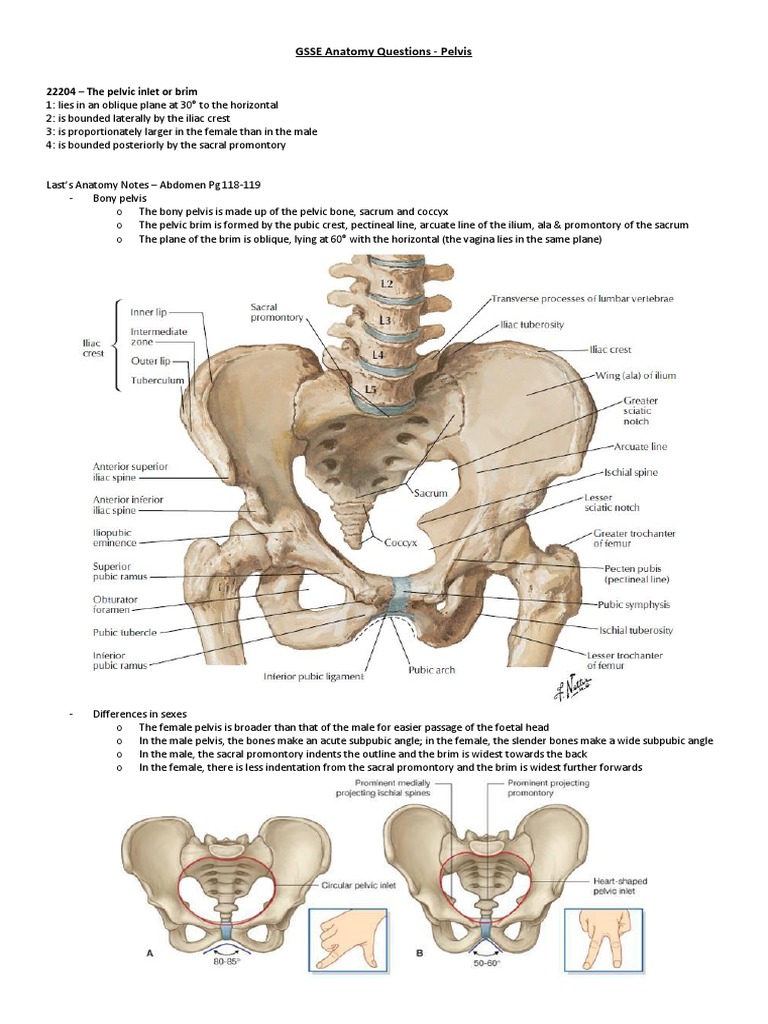 Last S Anatomy Pelvis Annotated Question Bank Pdf Pelvis Human Leg