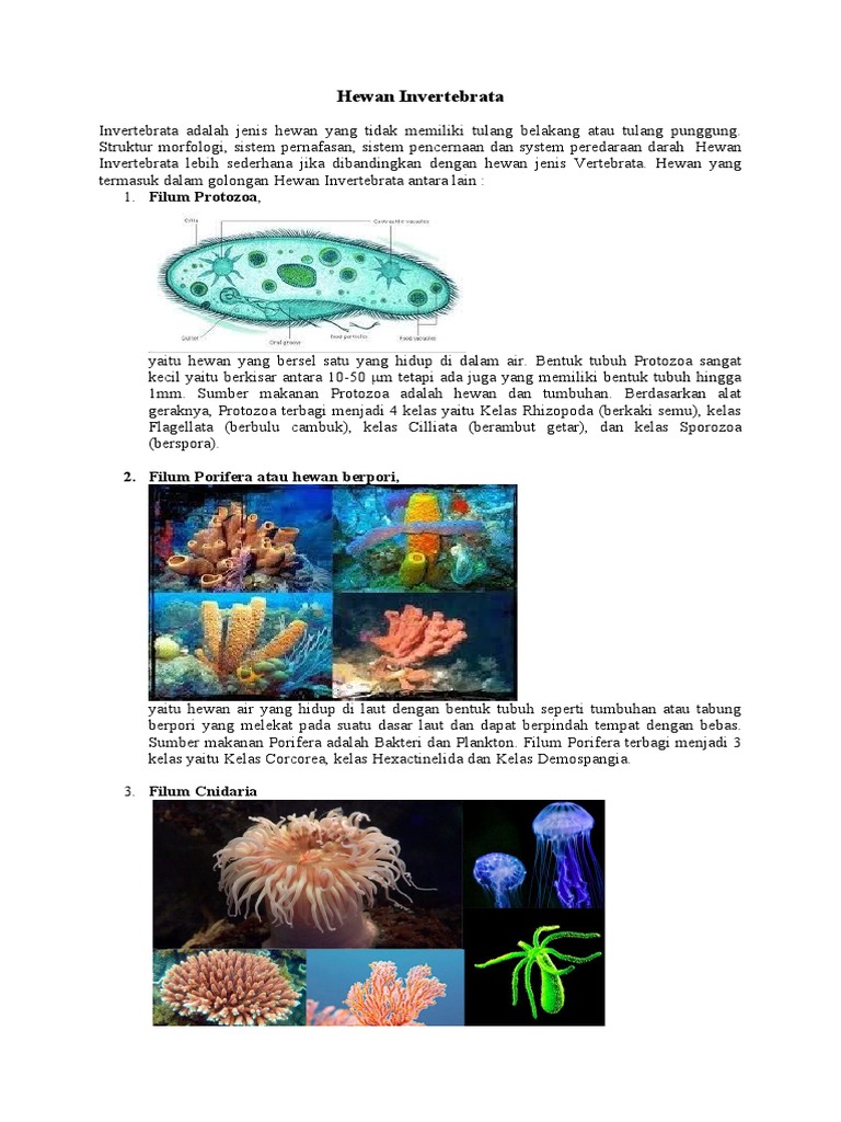 Jenis-Jenis Hewan Invertebrata dan Ciri-Cirinya | PDF