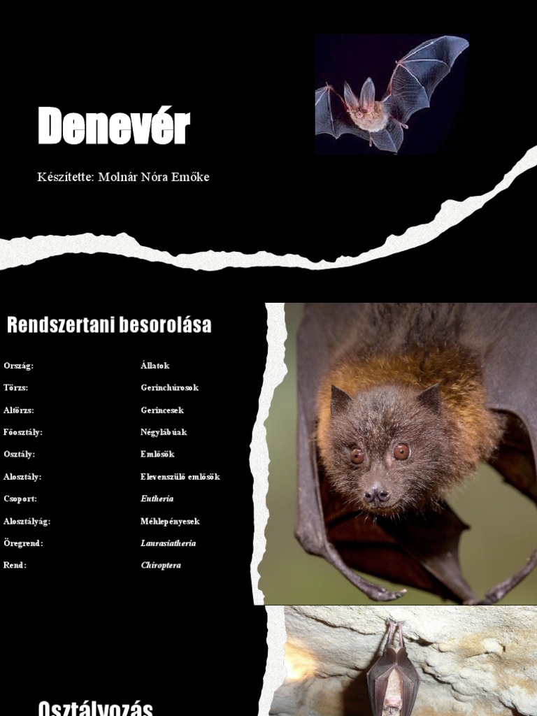 Denevér | PDF