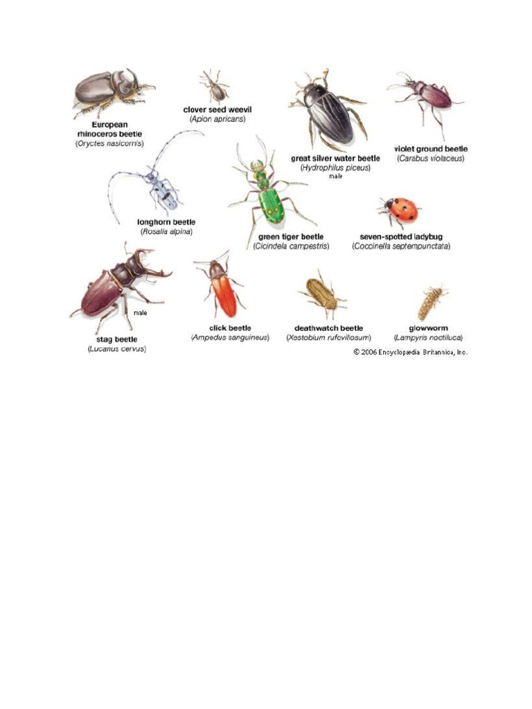 Beetle Names | PDF