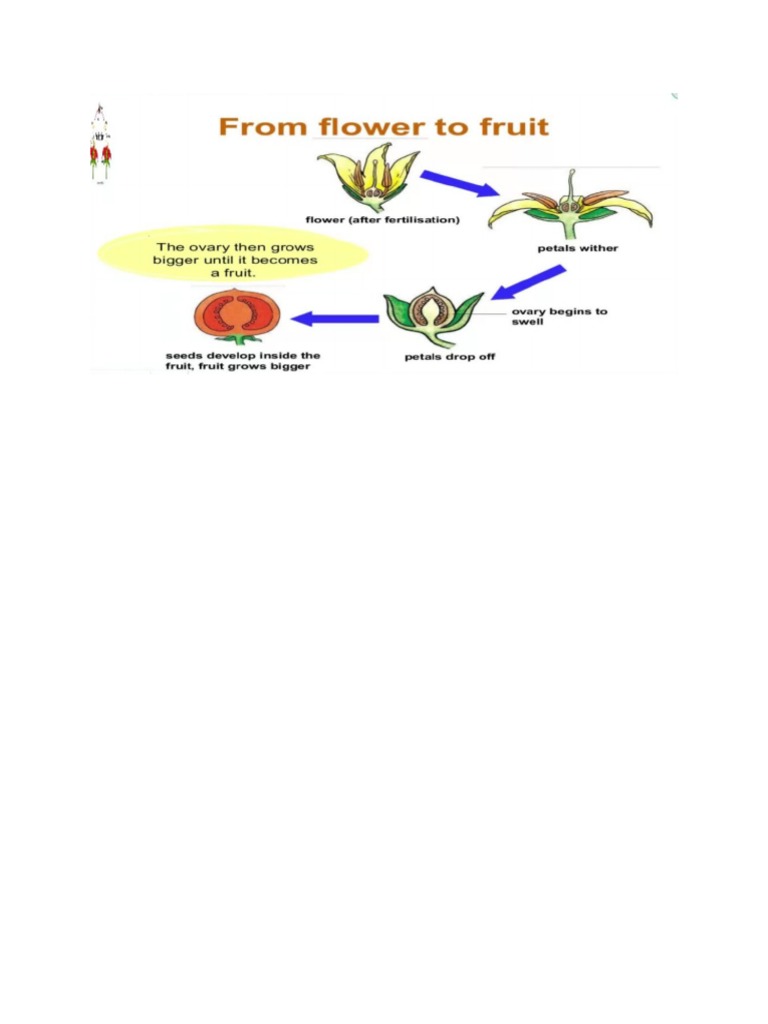 Flower To Fruit Cycle | PDF