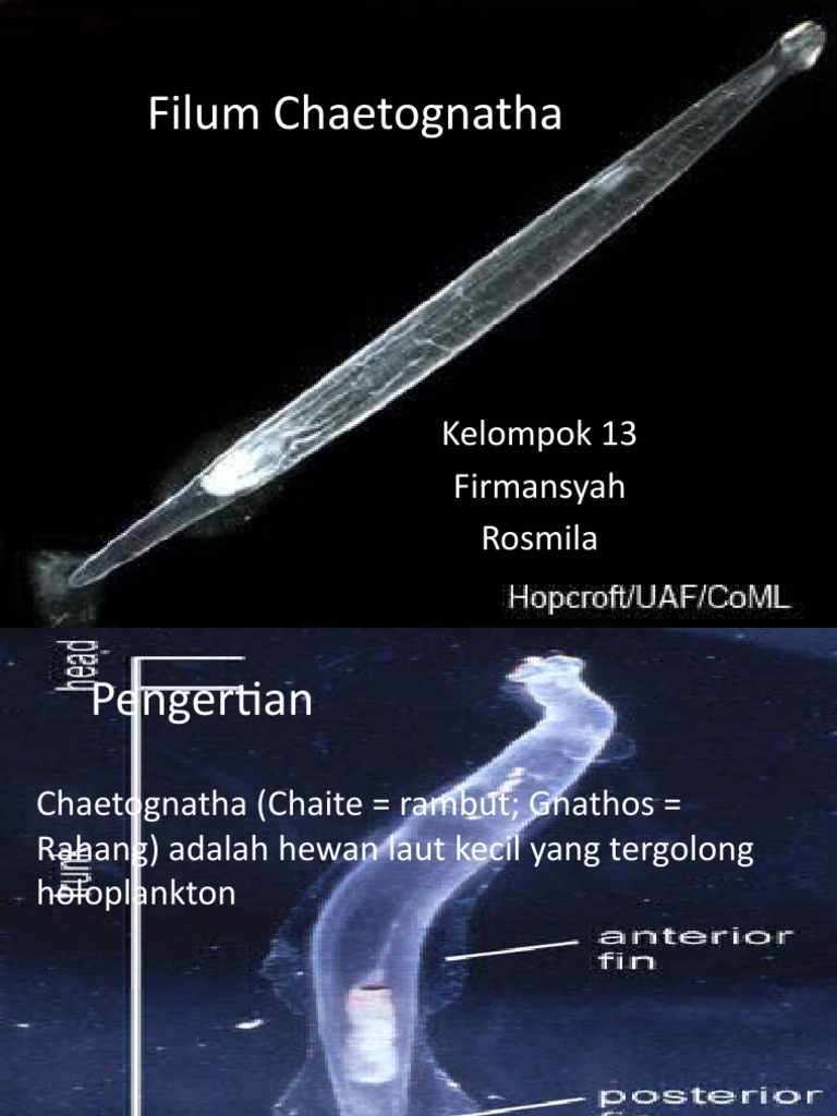 Filum Chaetognatha (Biologi Laut) | PDF
