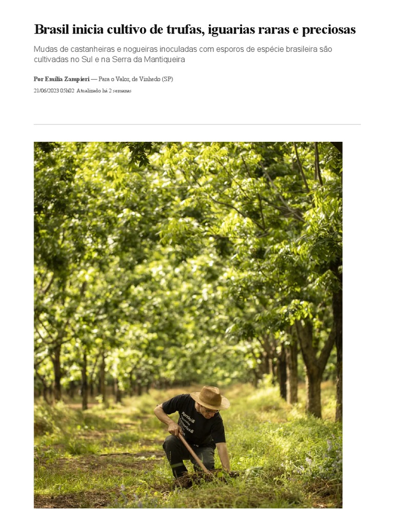 Cultivo de Trufas no Brasil: Início e Potencial | PDF | Agricultura ...