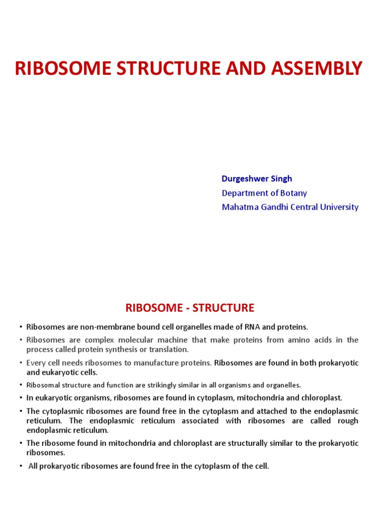 Ribosome Structure and Assembly: Durgeshwer Singh Department of Botany ...