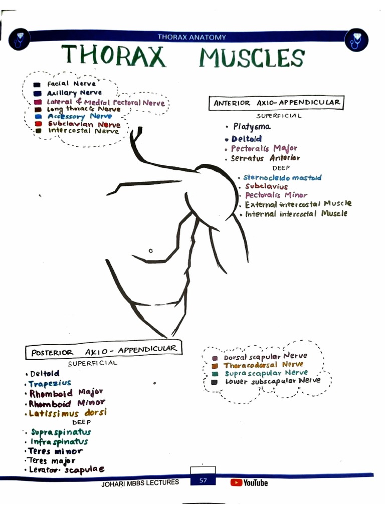 Thorax | PDF