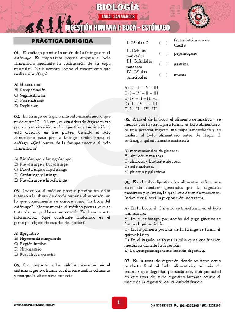 Semana 15 - Biología | PDF | Digestión | Estómago