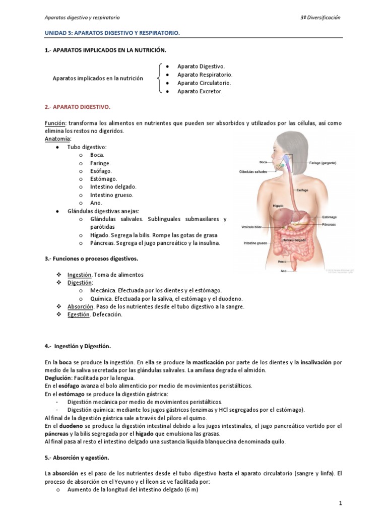 Ud 3 Aparatos Digestivo y Respiratorio (3º ESO Diver) | Descargar gratis PDF | Digestión ...