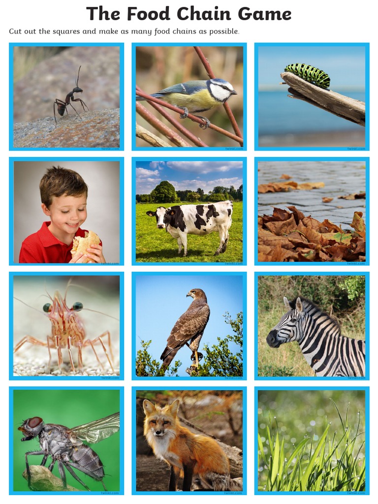 Food Chain Sorting Pictures | PDF | Games & Activities | Young Adult