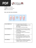Segundo Molar Inferior | PDF | Ramas de Odontología | Boca