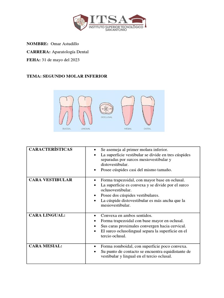 Segundo Molar Inferior | PDF