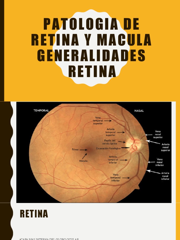 Patologia de Retina y Macula | PDF | Anatomía | Especialidades Medicas