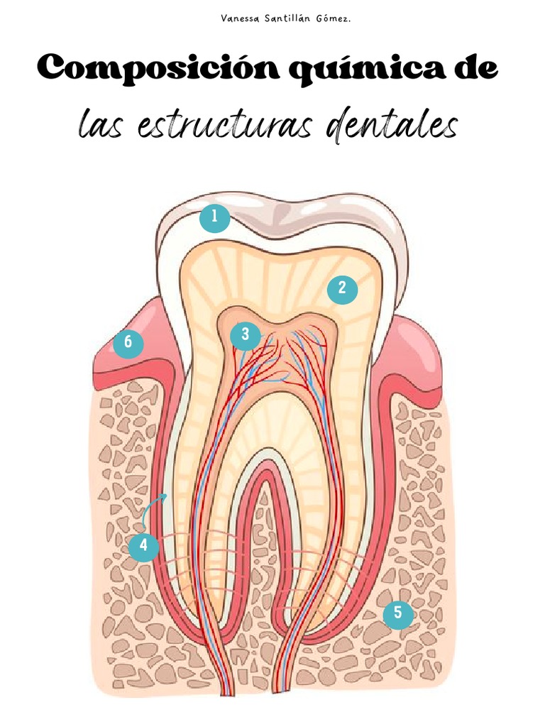 Composición Química de Los Dientes | PDF | Esmalte de dientes | Dentina