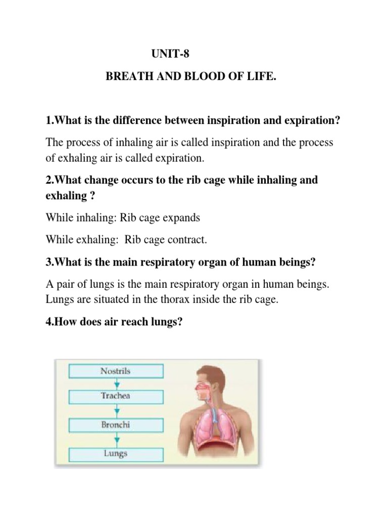 Breath and Blood of Life Questions | PDF