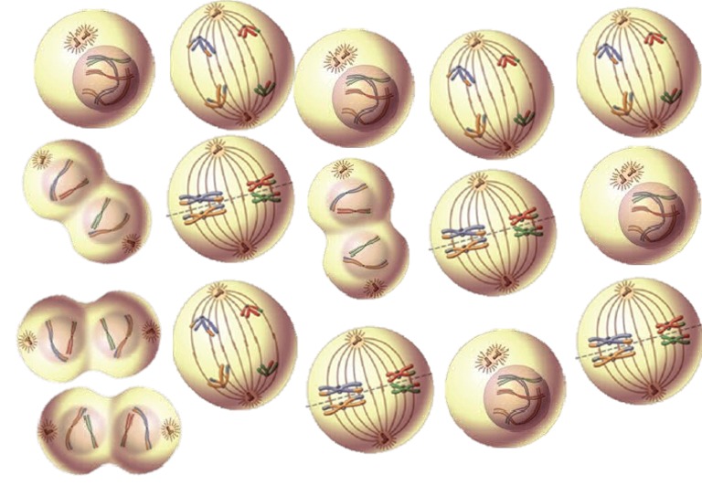 Imprimir Fases Mitosis | PDF