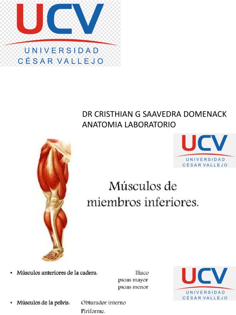 Miembro Inferior | PDF