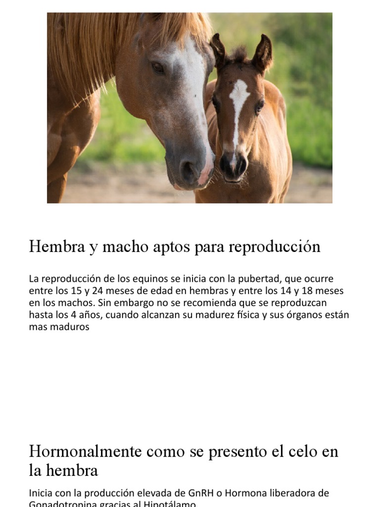 REPRODUCCIÓN EQUINOS | PDF | Gonadotropina | Procesos biologicos