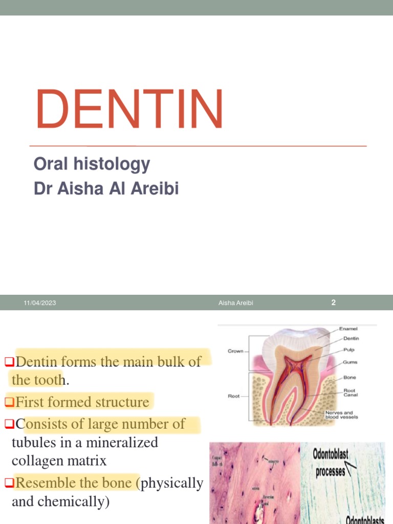 Dentin Oralbiology | Download Free PDF | Dentin | Tooth