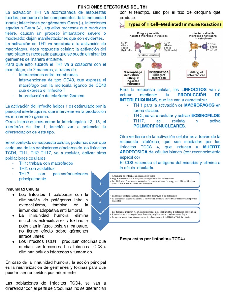 6 TH1 | PDF | Citocina | Sistema inmune