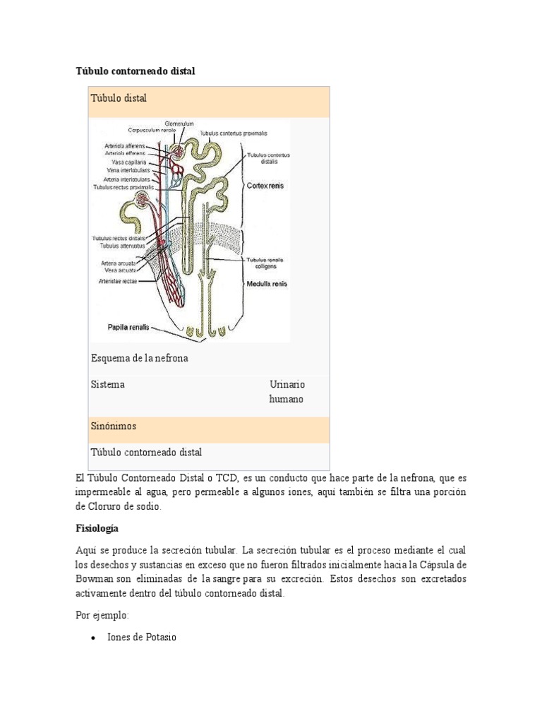 Función y Estructura del Túbulo Distal | PDF | Anatomía | Riñón