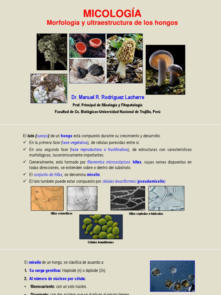 Morfología y Estructura de Hongos | PDF | Citoplasma | Hongo