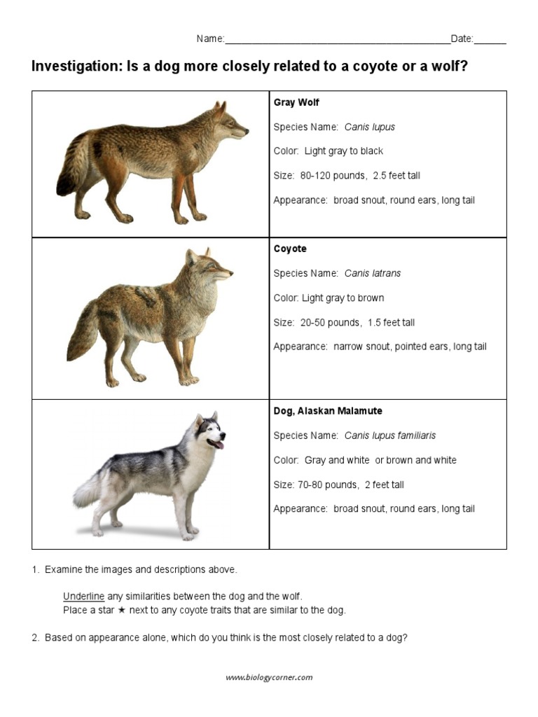 Investigation - Phylogenetic Trees | PDF | Coyote | Canis