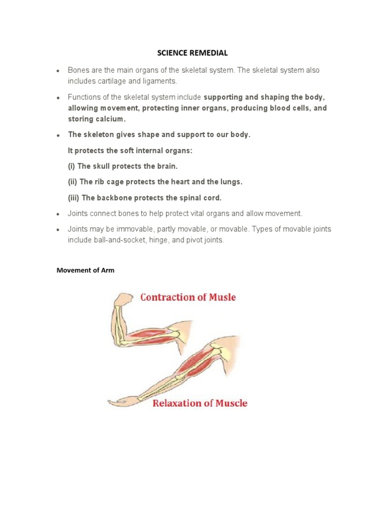 Science Remedial | PDF | Vertebral Column | Skeleton