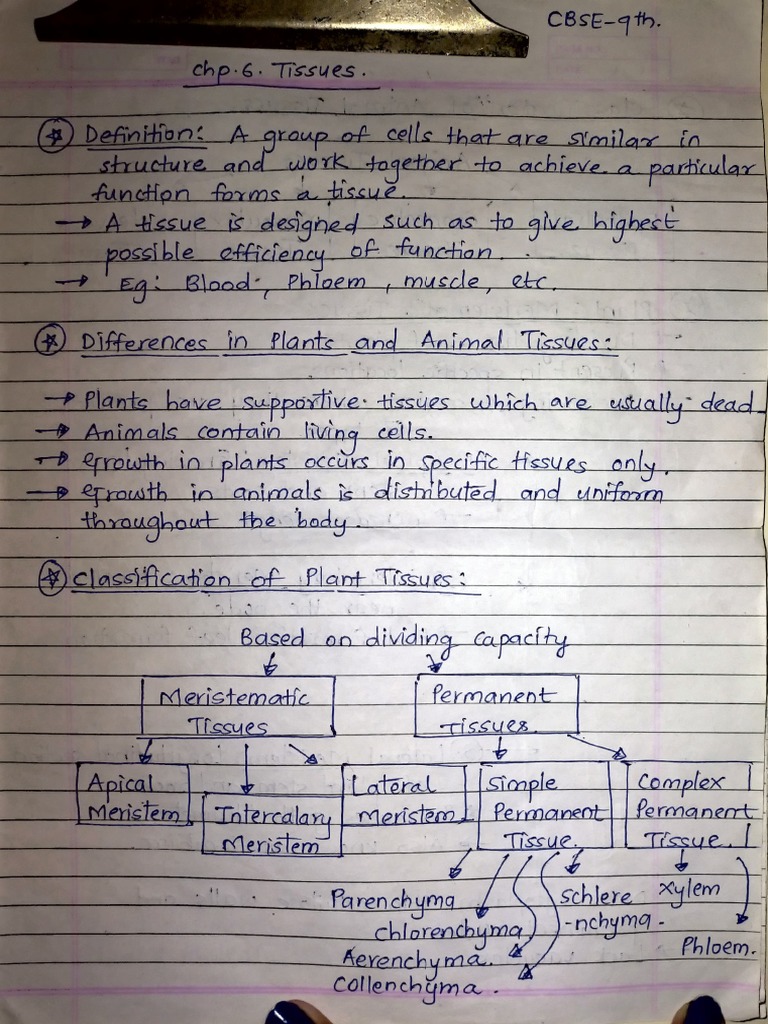 CBSE 9th Plant Tissues | PDF