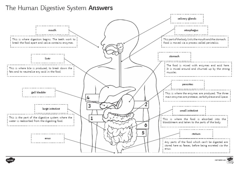 The Human Digestive System Answers | PDF