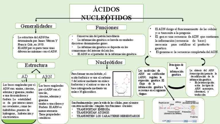 Mapa Conceptual Acidos Nucleicos 5 | PDF | Rna | Adn