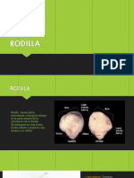 Músculos Intrínseco | PDF | Dedo del pie | Pie