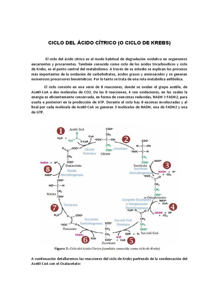 Ciclo Del Ácido Cítrico | PDF