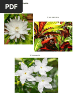 Halamang Dahon | PDF