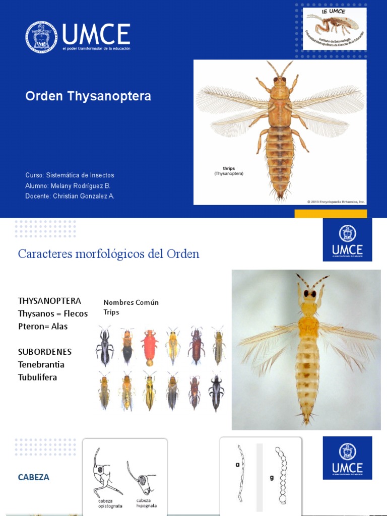 Thysanoptera Pdf