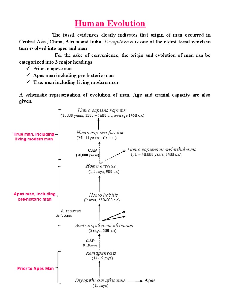 P-27 Human Evolution | PDF | Homo | Human Evolution