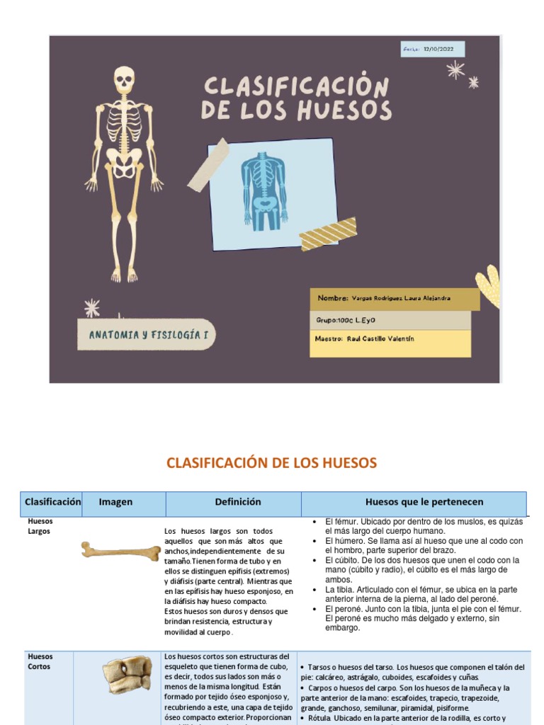 Clasificacion de Huesos | PDF