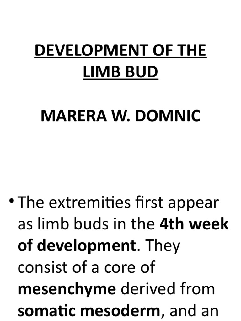 Embryology 6 Limb Development | PDF | Musculoskeletal System ...
