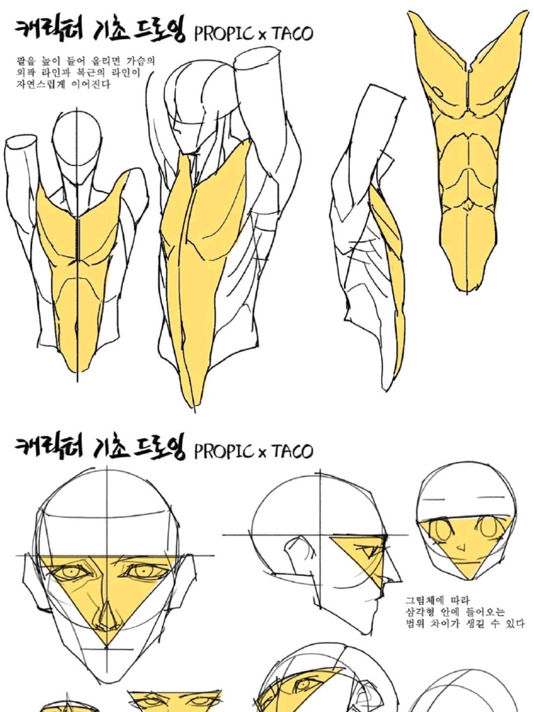 Basic Anatomy | PDF