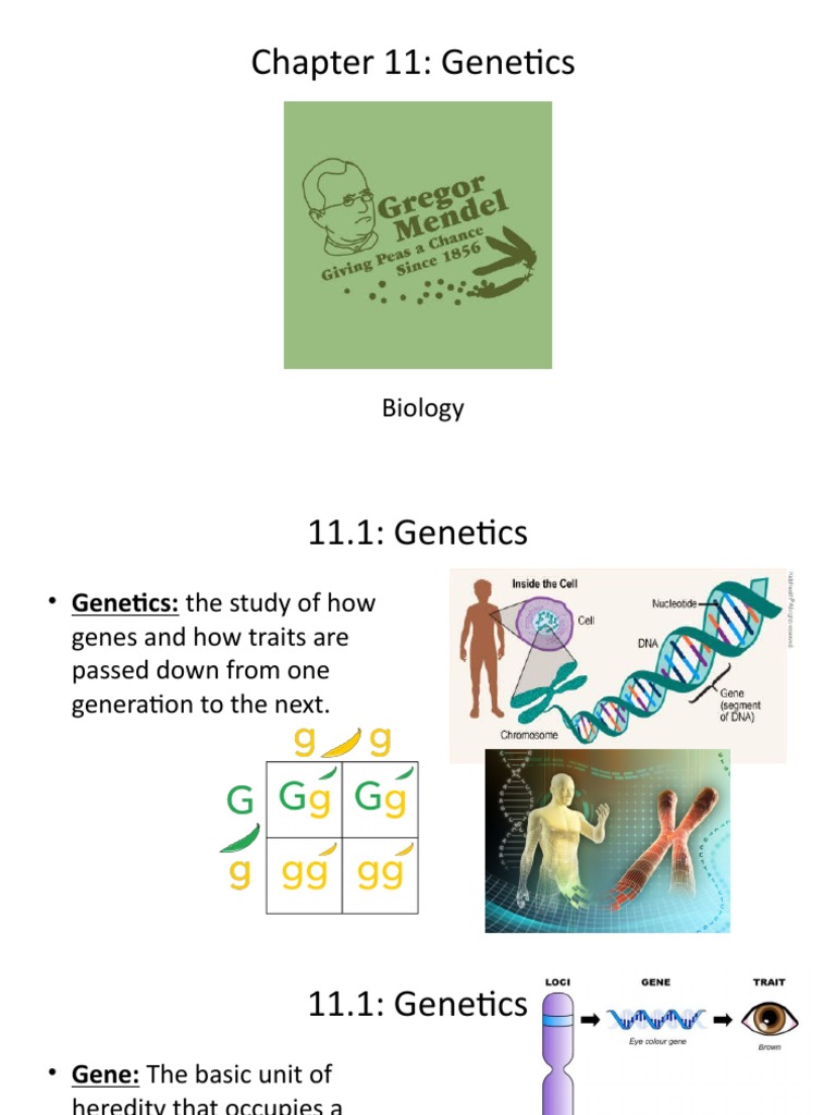 Chapter 11: Genetics: Biology | PDF | Dominance (Genetics) | Zygosity