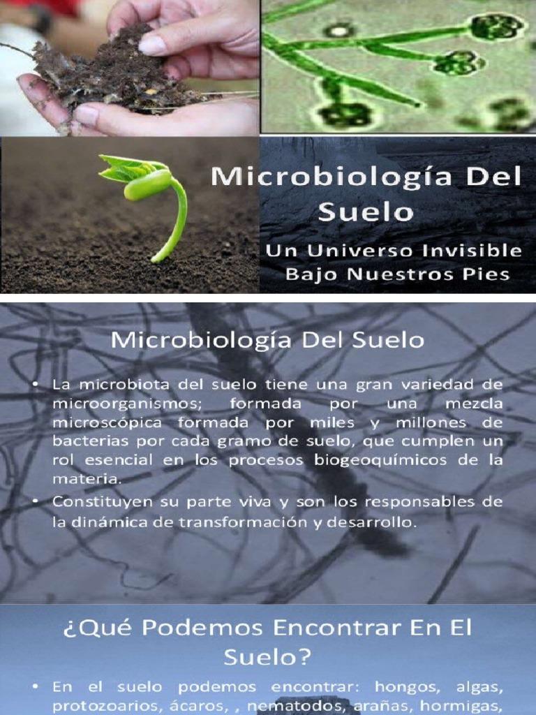 7.1-Microbiologia Del Suelo | PDF