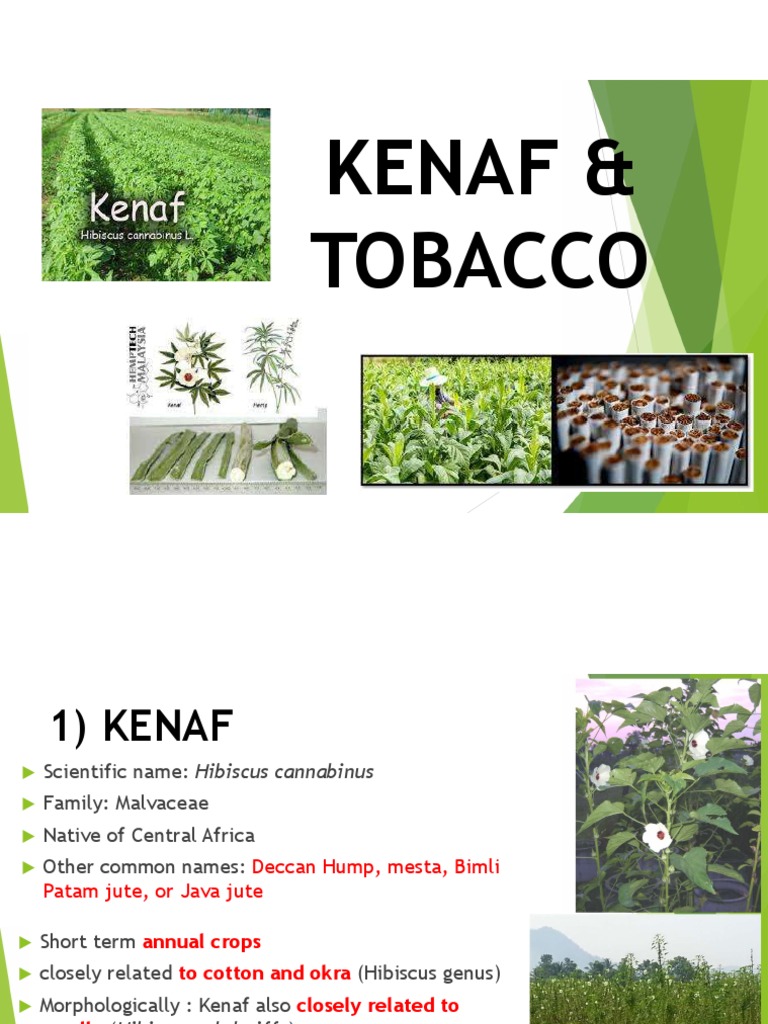 AGR662 Topic 12 & 13-Tobacco and Kenaf | PDF | Tobacco | Seed