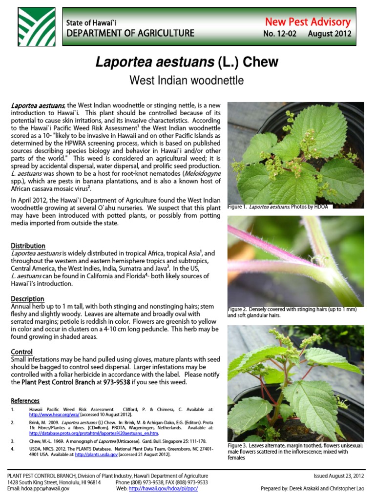 Laportea Aestuans NPA | PDF | Plants | Botany