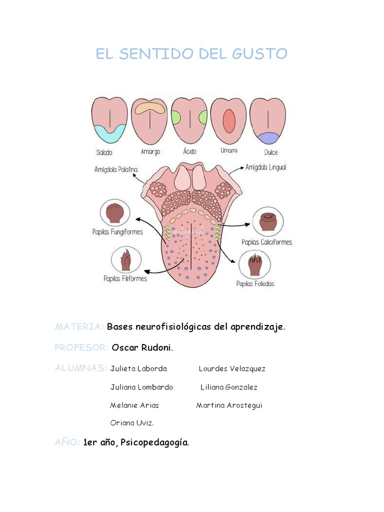 Sentido Del Gusto | PDF | Gusto | Anatomía